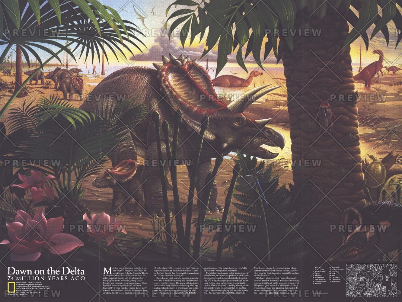 Dawn on the Delta 1993 - National Geographic